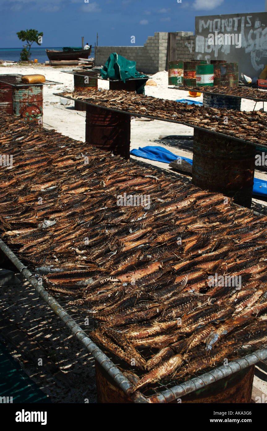 Maldives drying fish Stock Photo - Alamy