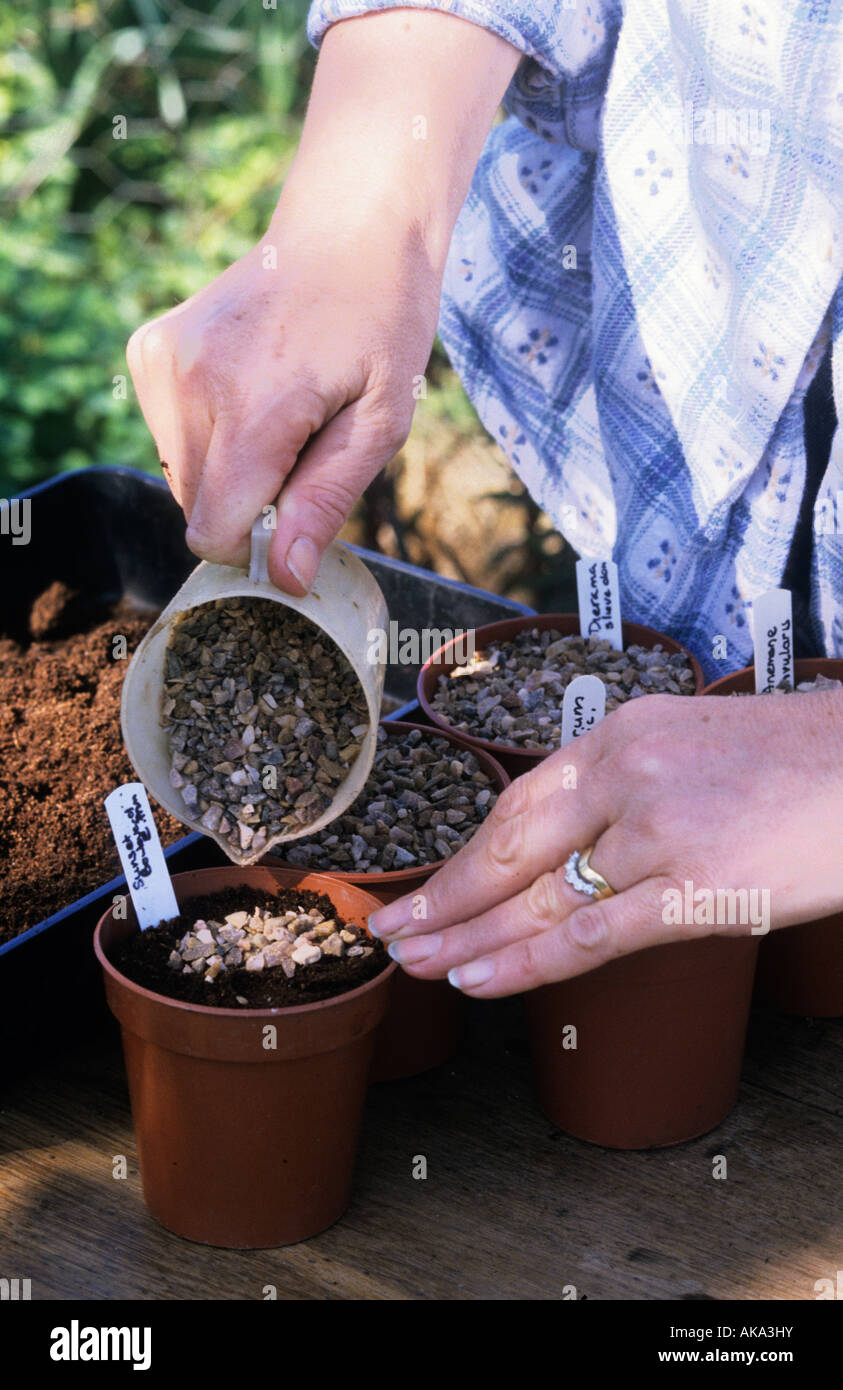 covering seeds with grit Stock Photo - Alamy