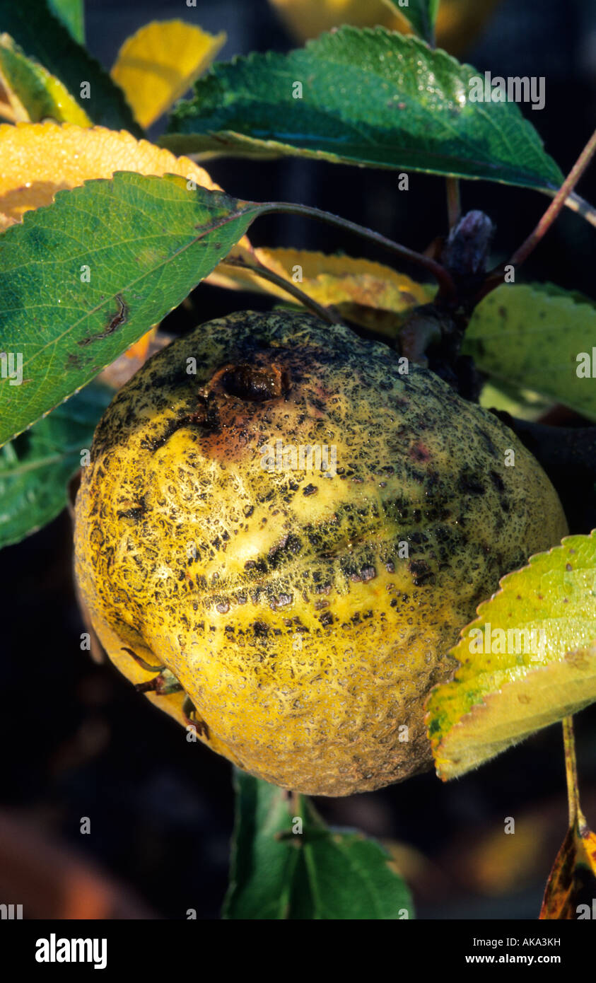 scab on Apple Mertons Russet Stock Photo - Alamy