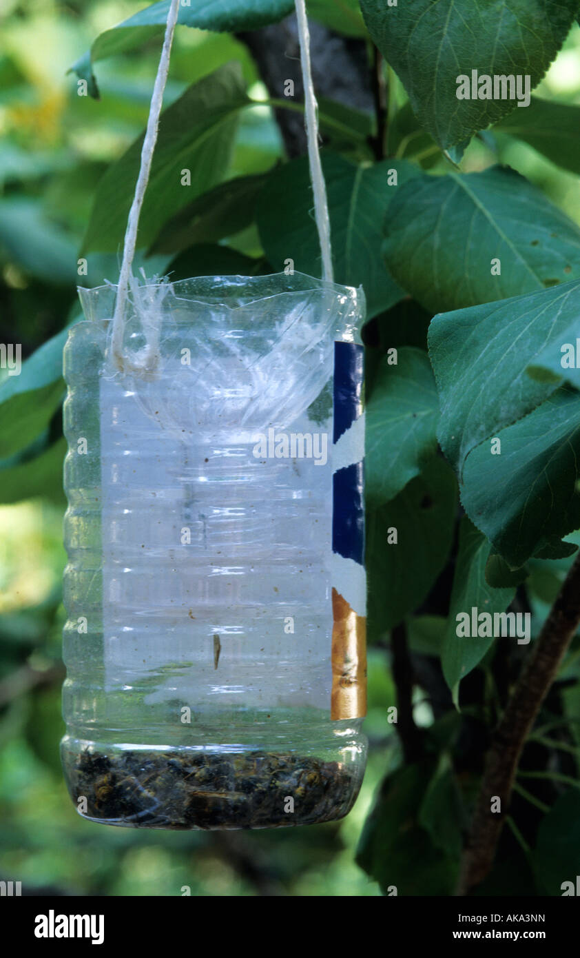 Bottle wasp trap hi-res stock photography and images - Alamy