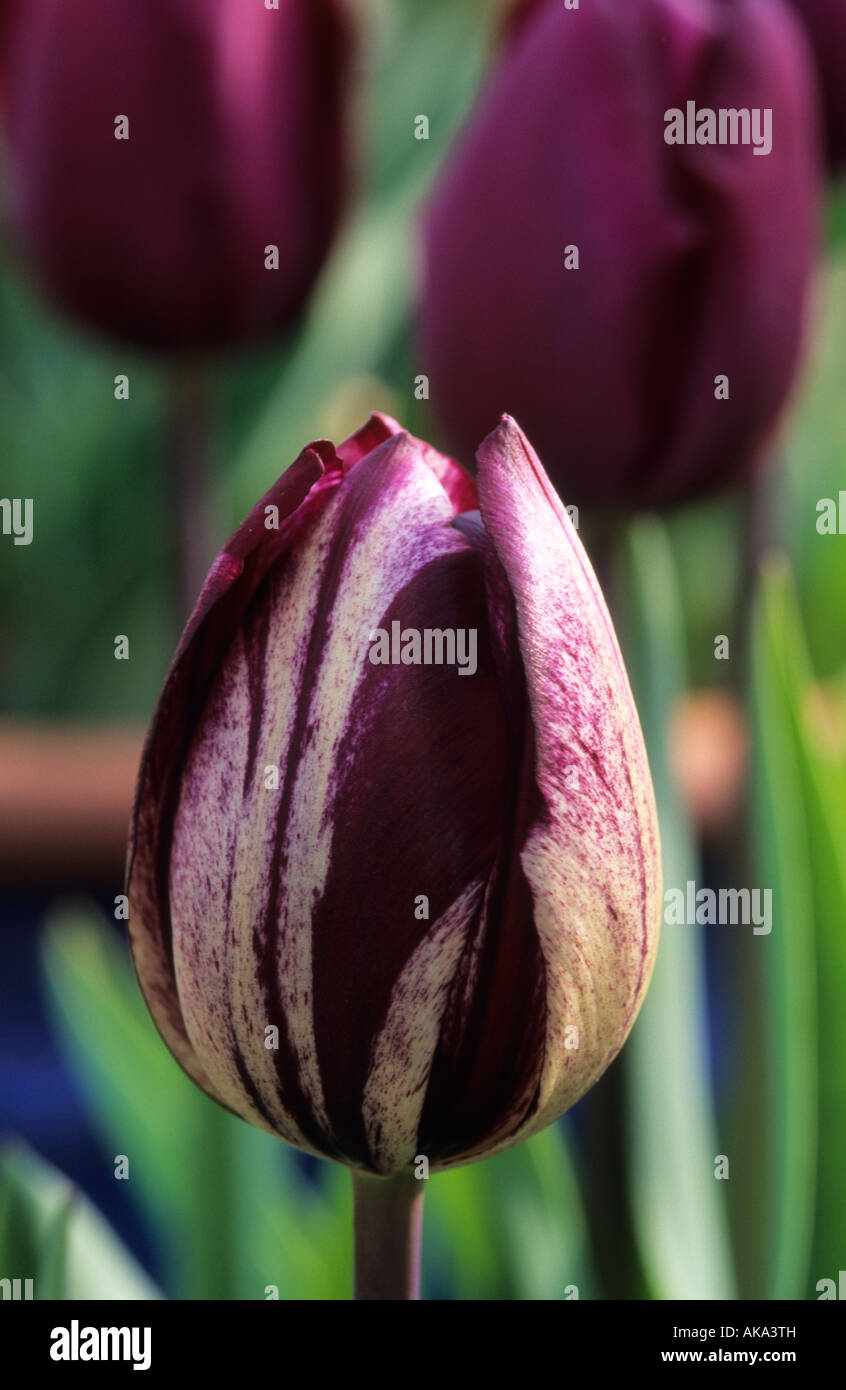 tulip virus on Tulipa Queen of The Night Stock Photo - Alamy