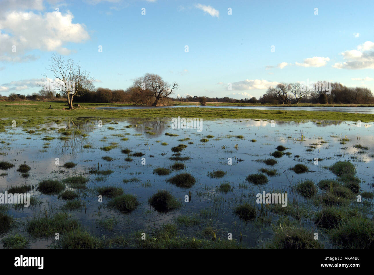 Bog burst hi-res stock photography and images - Alamy