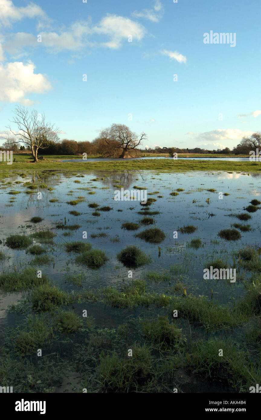 Bog burst hi-res stock photography and images - Alamy