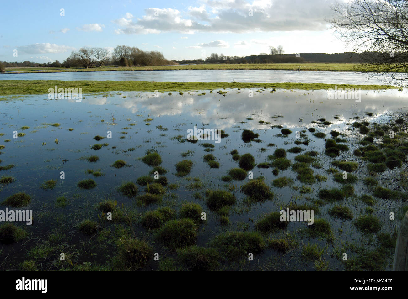 Bog burst hi-res stock photography and images - Alamy