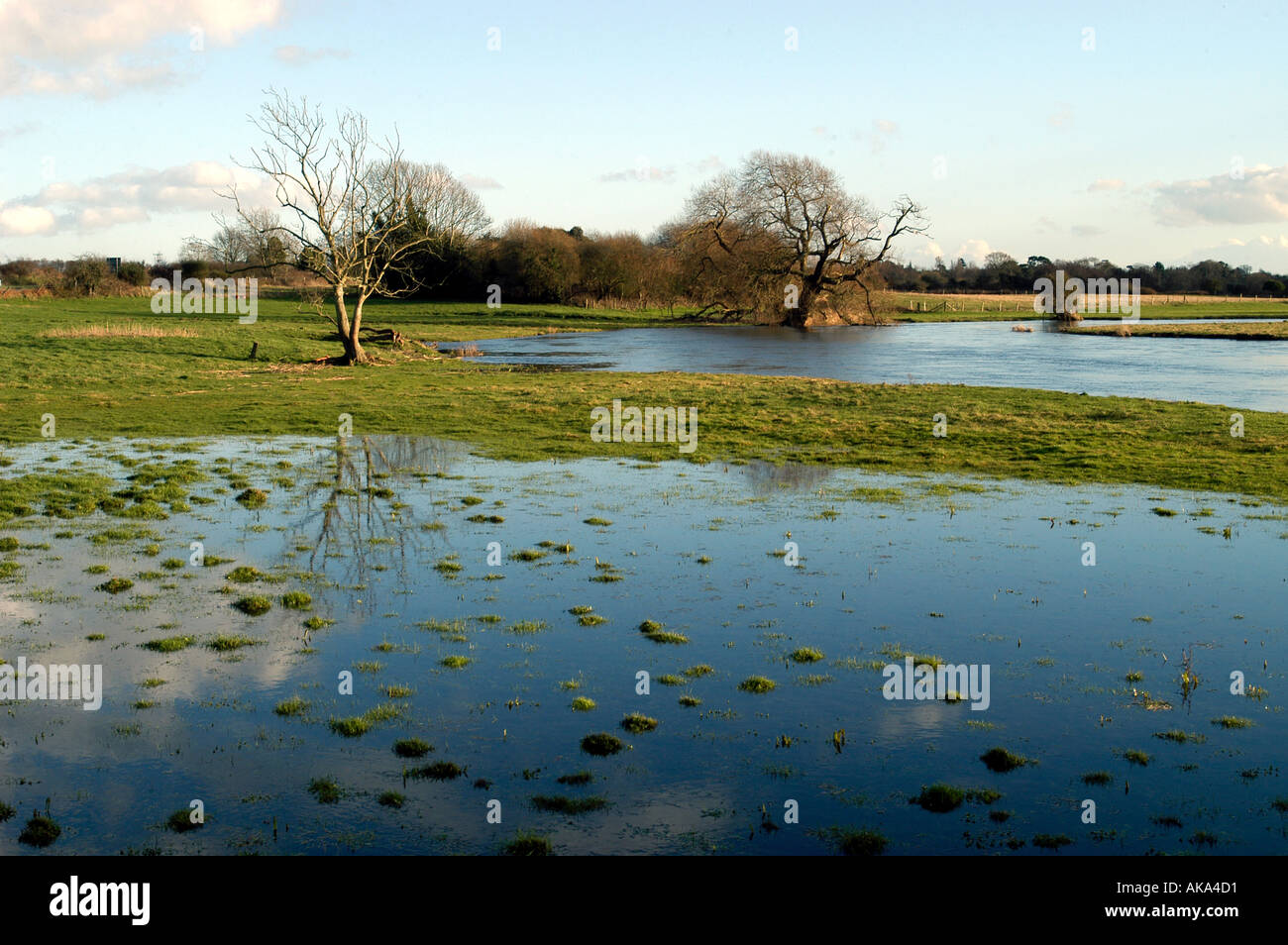 Bog burst hi-res stock photography and images - Alamy
