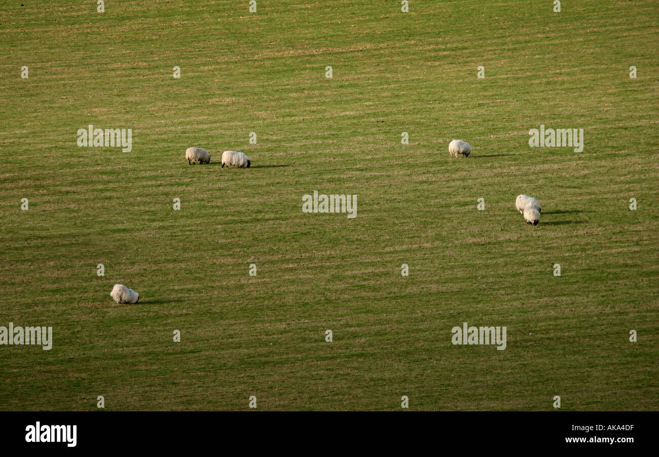 Five sheep in a flat green field Stock Photo - Alamy