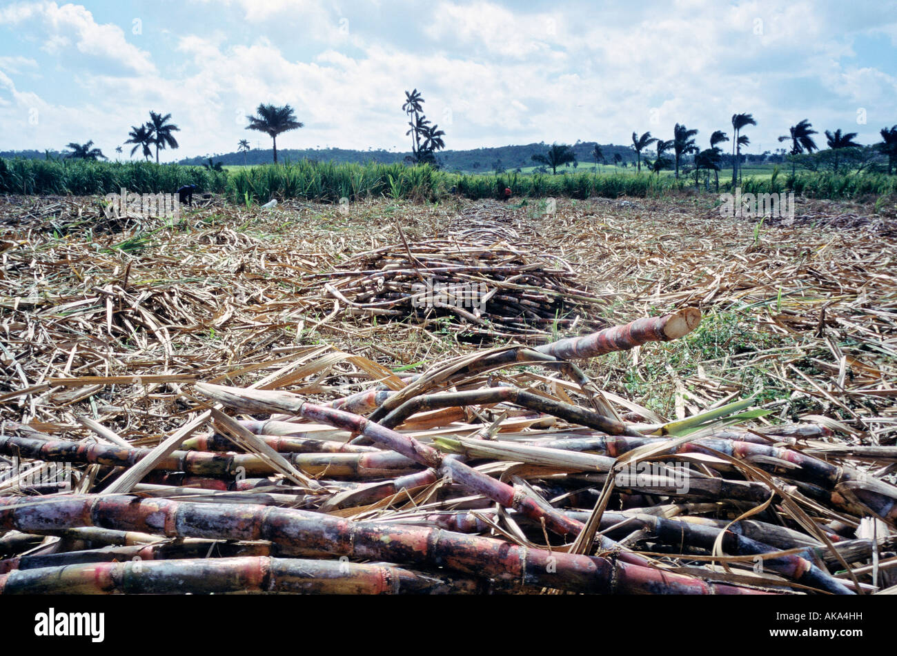 Sugar cane field workers hi-res stock photography and images - Alamy