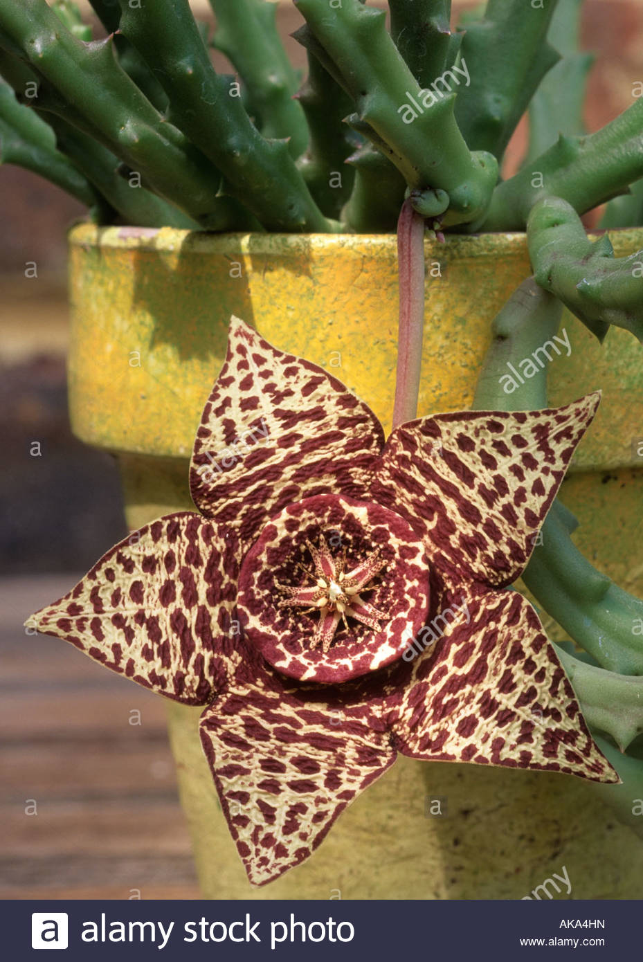 Starfish Cactus Stock Photos & Starfish Cactus Stock Images - Alamy