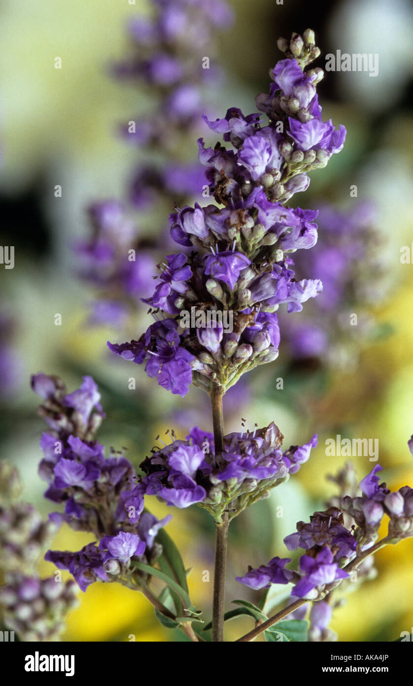 chaste tree Vitex agnus castus Stock Photo - Alamy