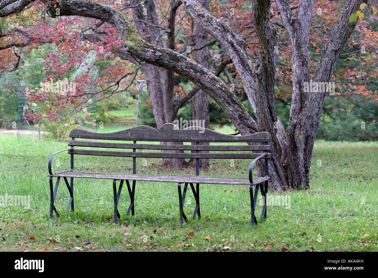 An old vintage bench in a park like setting. A very peaceful setting ...