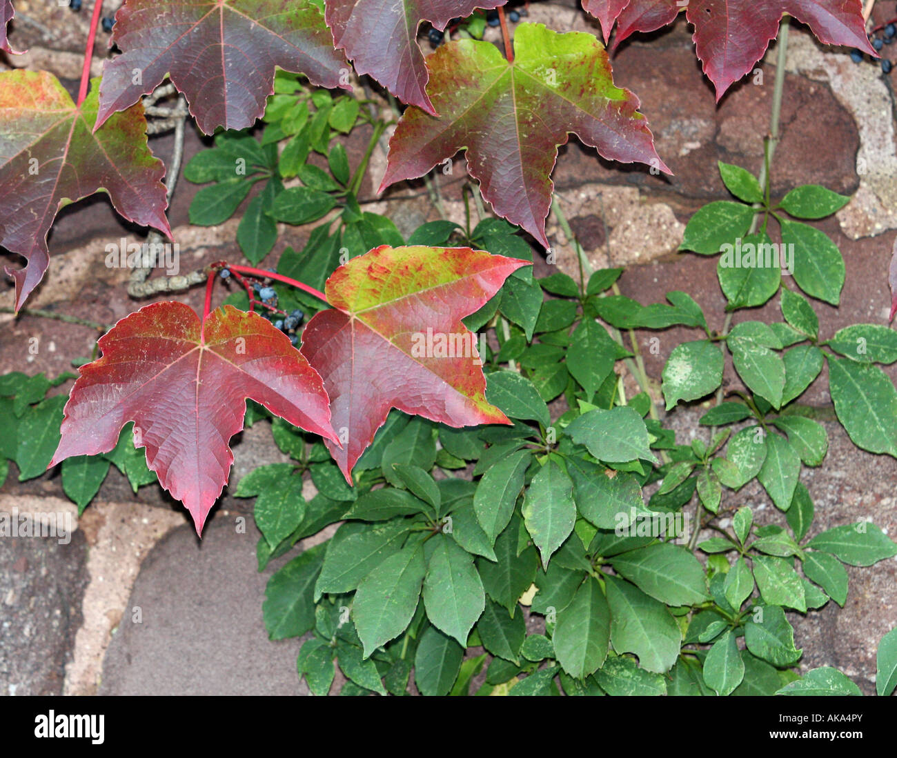 Two different garden climbers on a stone wall. They are in autumn ...