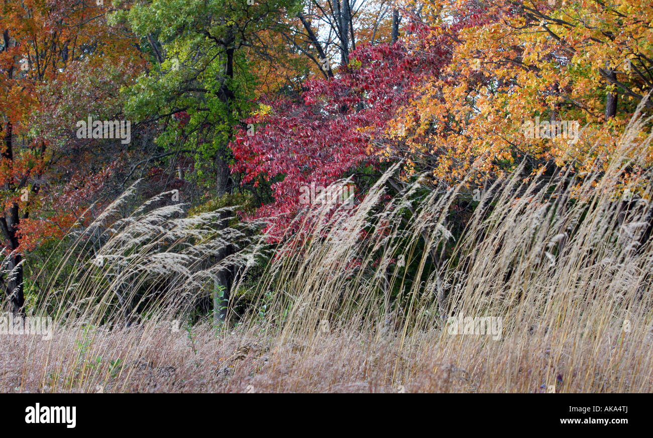 A autumn long grass and colourful leaf scene Stock Photo - Alamy