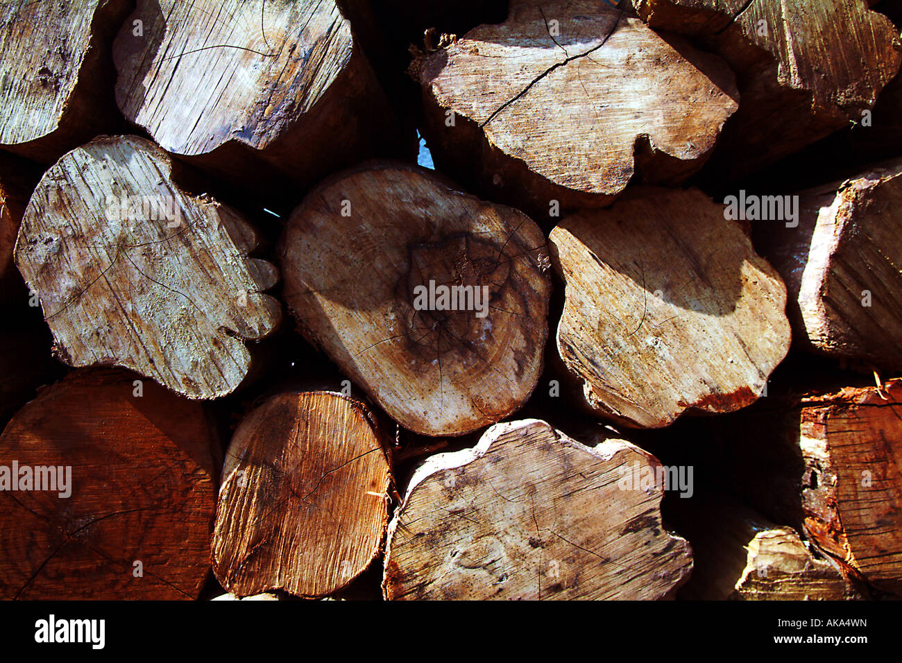 Trees about to be turned into timber in Laos Stock Photo - Alamy