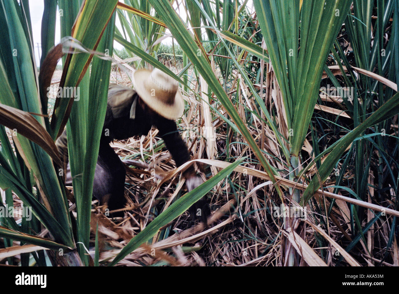 Cañero or cane cutter harvesting sugar cane with a machete near Habana ...