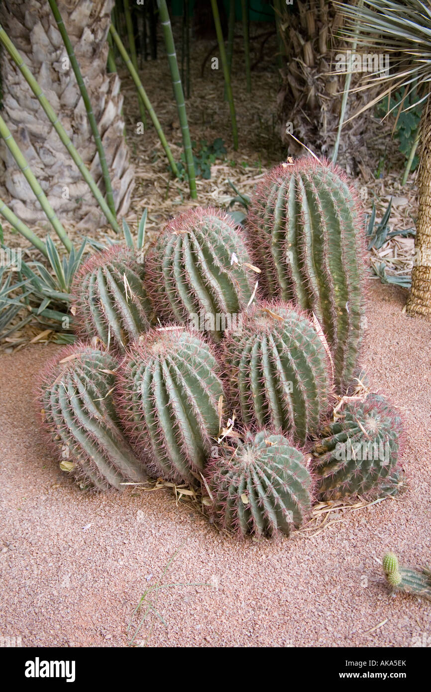 Cactus plants Marrakesh, Morocco,North,Africa Stock Photo - Alamy