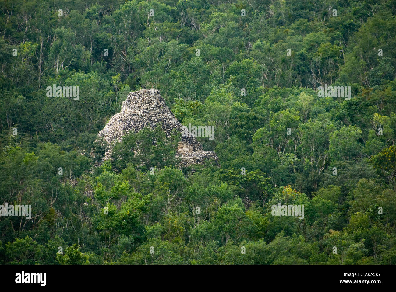 Aerial View of a Lone Pyramid in Green Wilderness of Jungle Tree Canopy ...