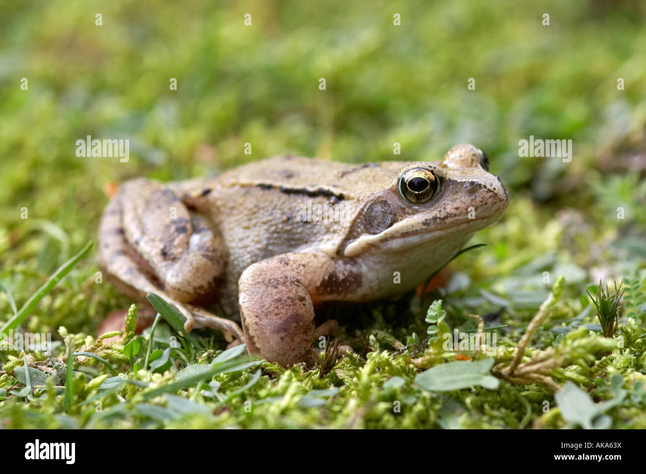Common frog in grass hi-res stock photography and images - Alamy