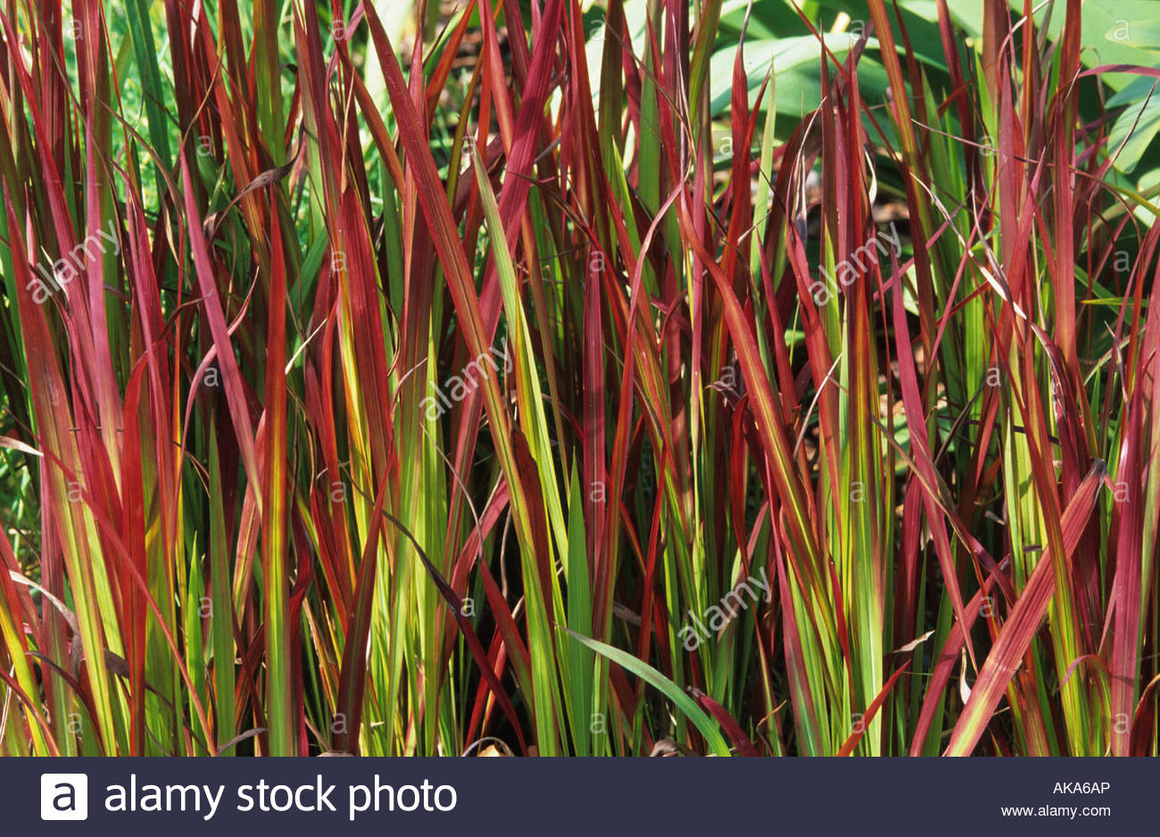 Blood Grass Stock Photos & Blood Grass Stock Images - Alamy