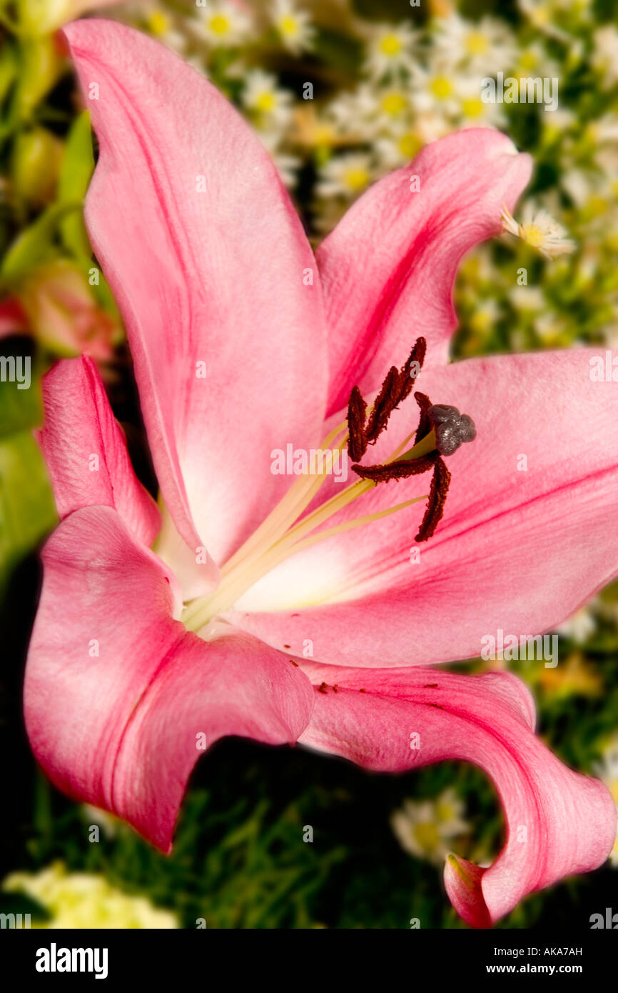 Pink lily flower head Stock Photo - Alamy