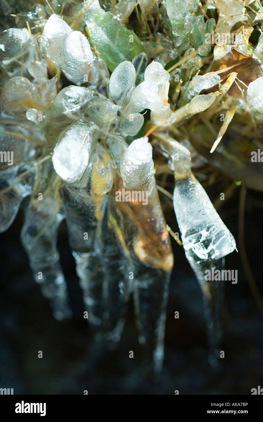 Frozen vegetation, close-up Stock Photo - Alamy