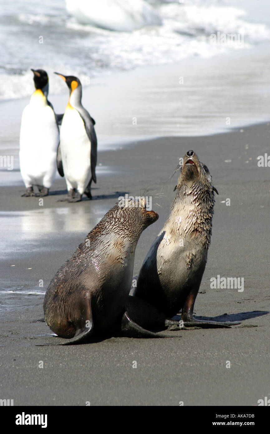 Penguins seals background hi-res stock photography and images - Alamy