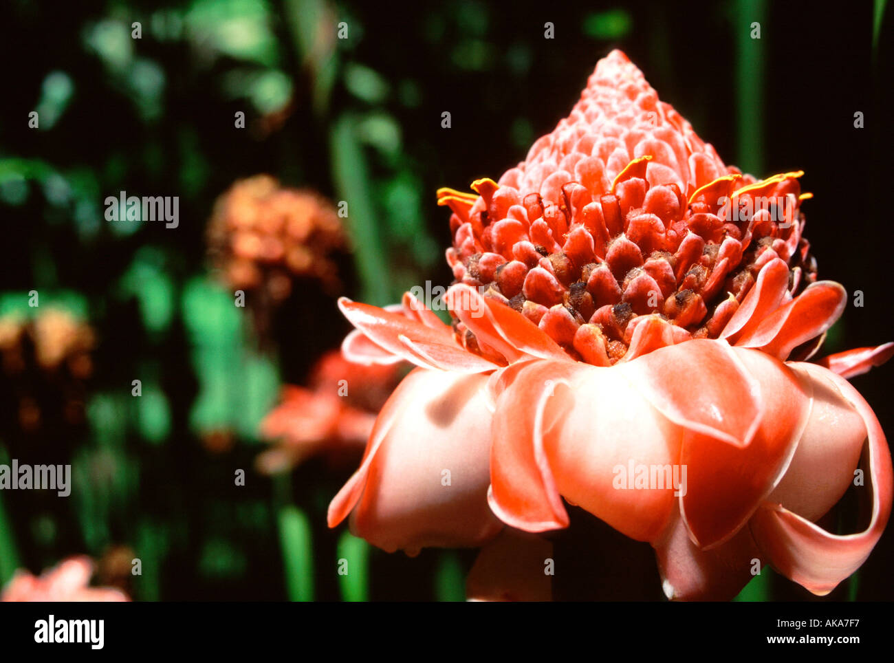 Wilson botanic garden hi-res stock photography and images - Alamy
