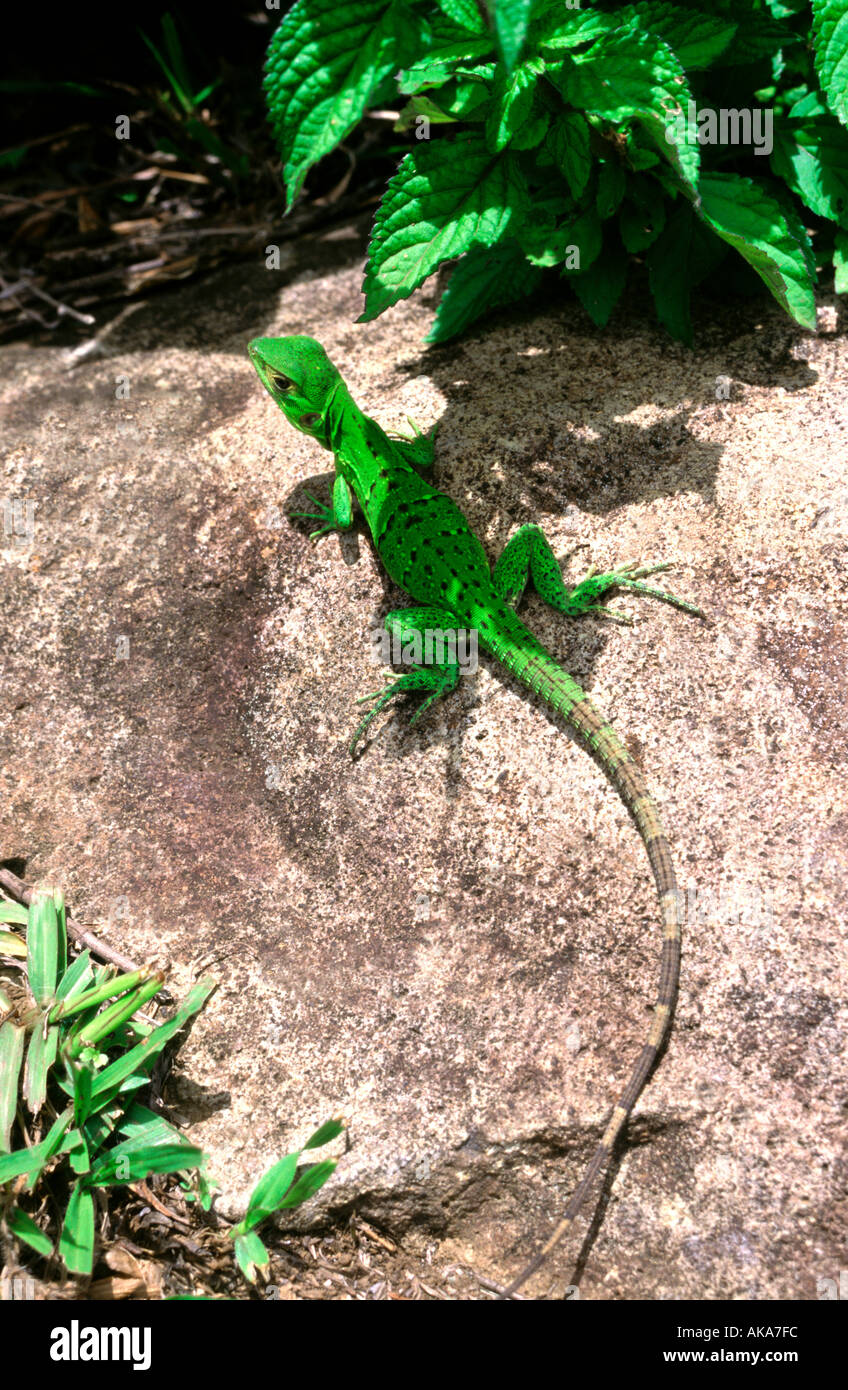 Green lizard. Rincon de la Vieja National Park. Costa Rica Stock Photo ...