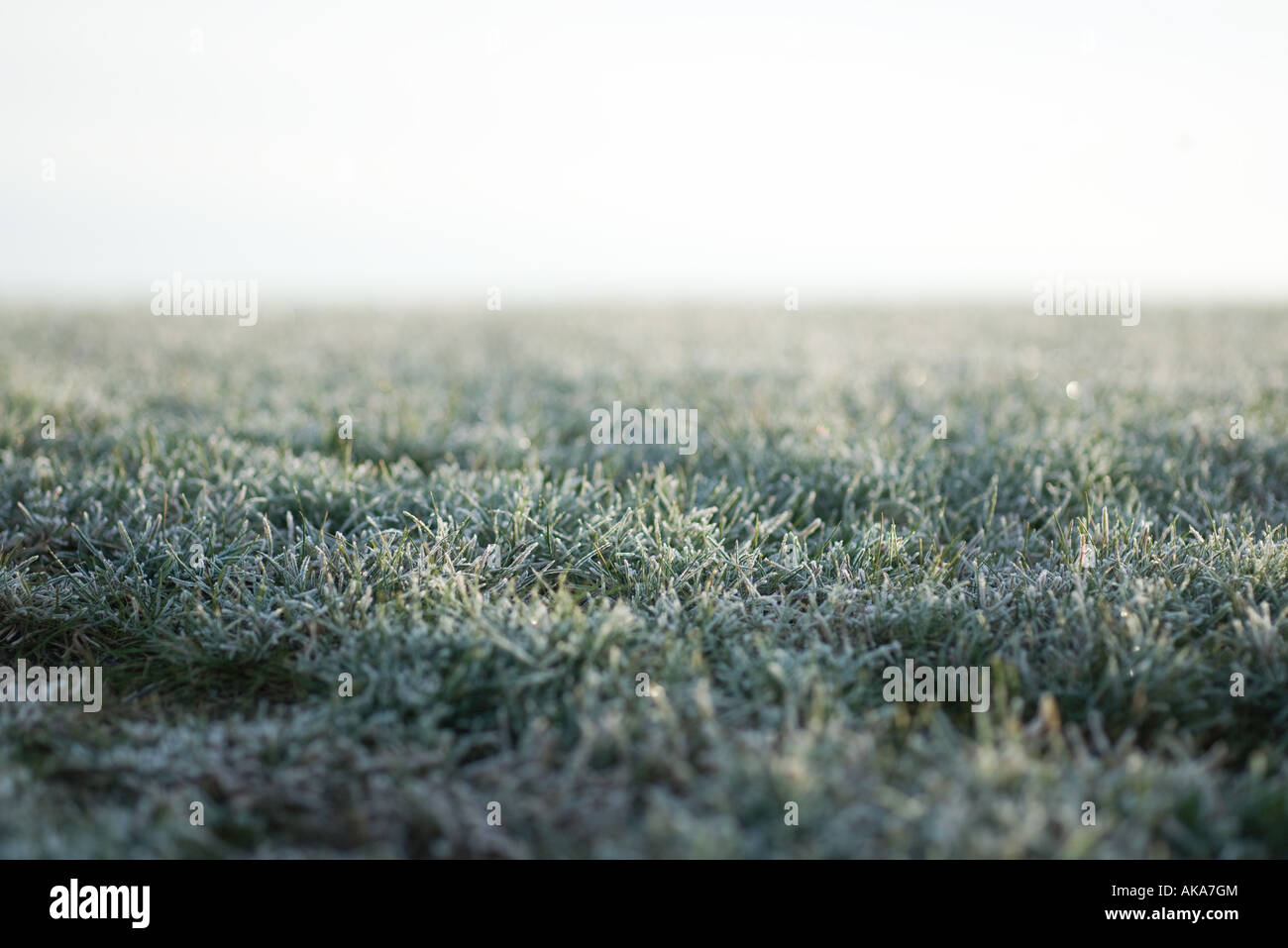 Frost-covered grass, surface level view Stock Photo - Alamy