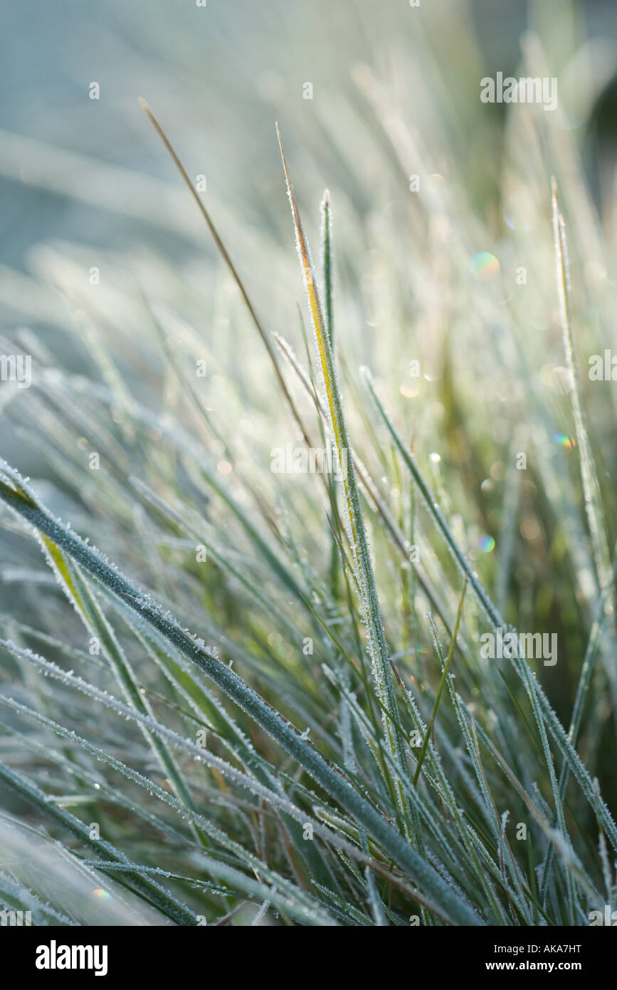 Frost covered blades of grass Stock Photo - Alamy