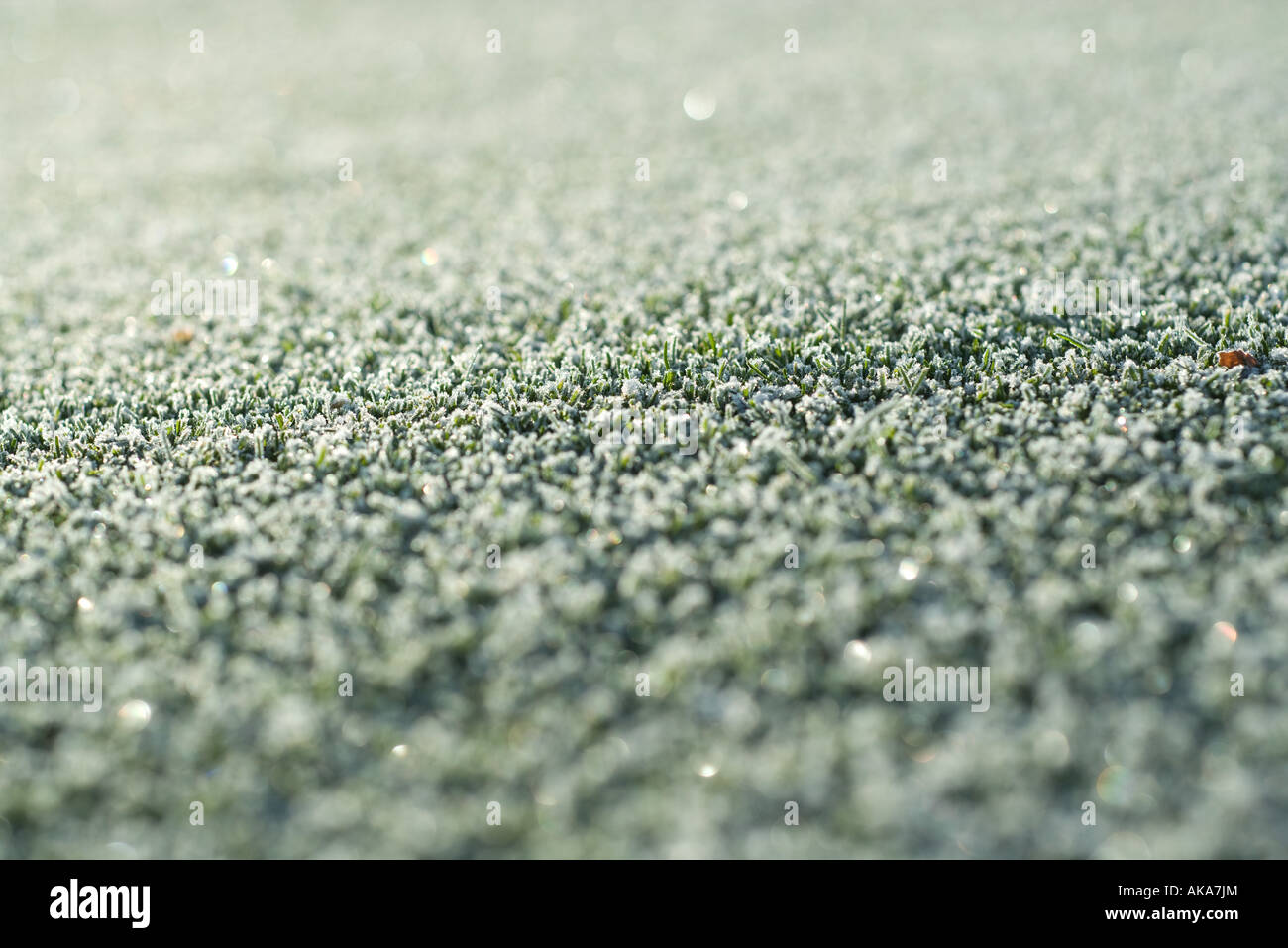 Frost-covered grass, extreme close-up Stock Photo - Alamy