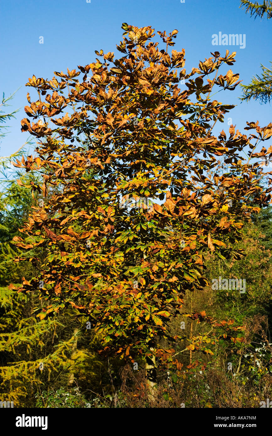 Chestnut tree sapling hi-res stock photography and images - Alamy