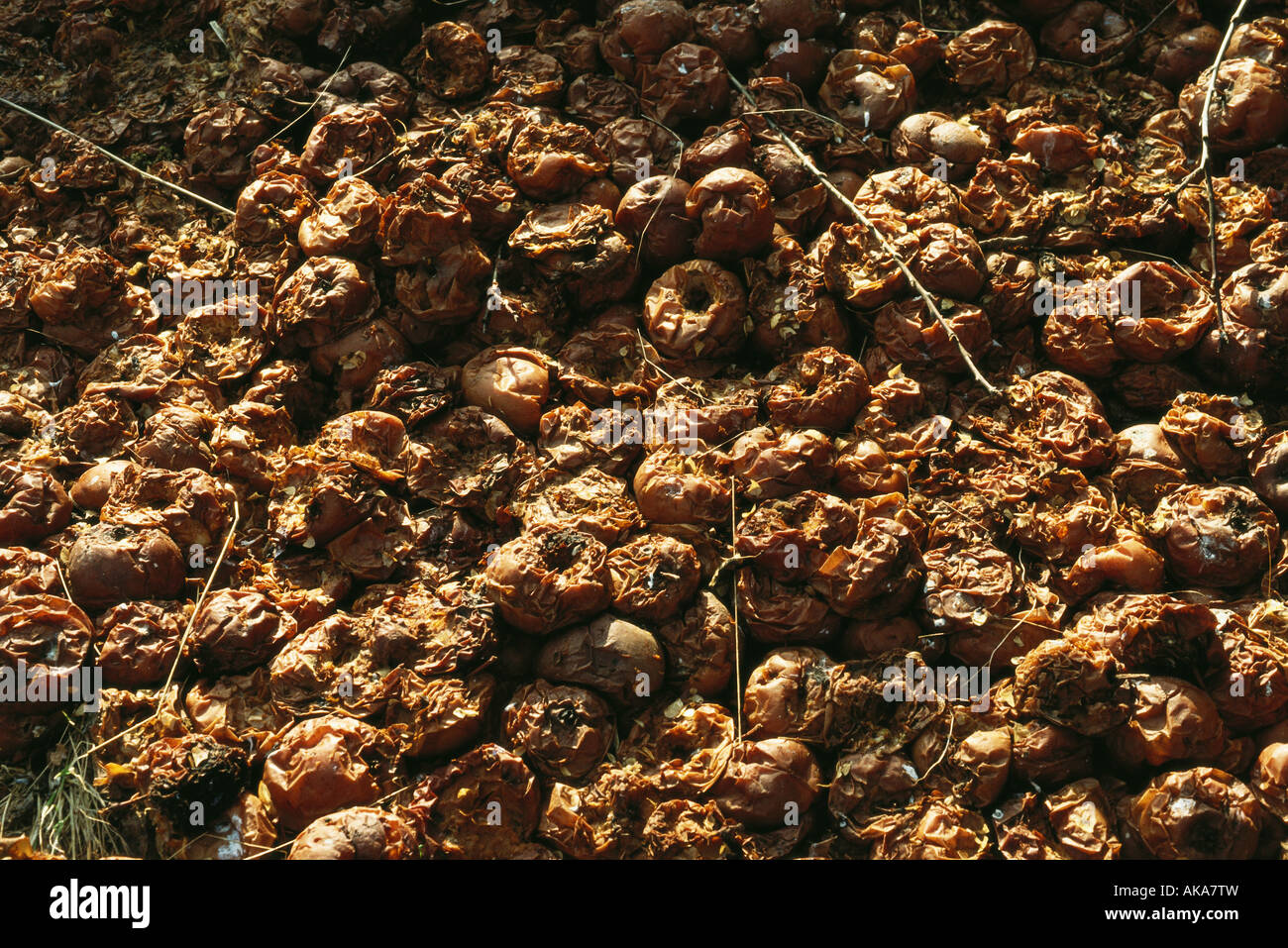 Rotten apples above hi-res stock photography and images - Alamy