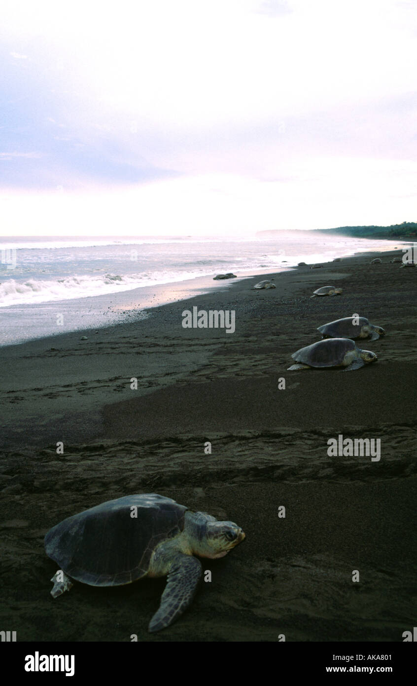 Sea turtles coming out to spawn. Ostional beach National Refuge. Costa ...