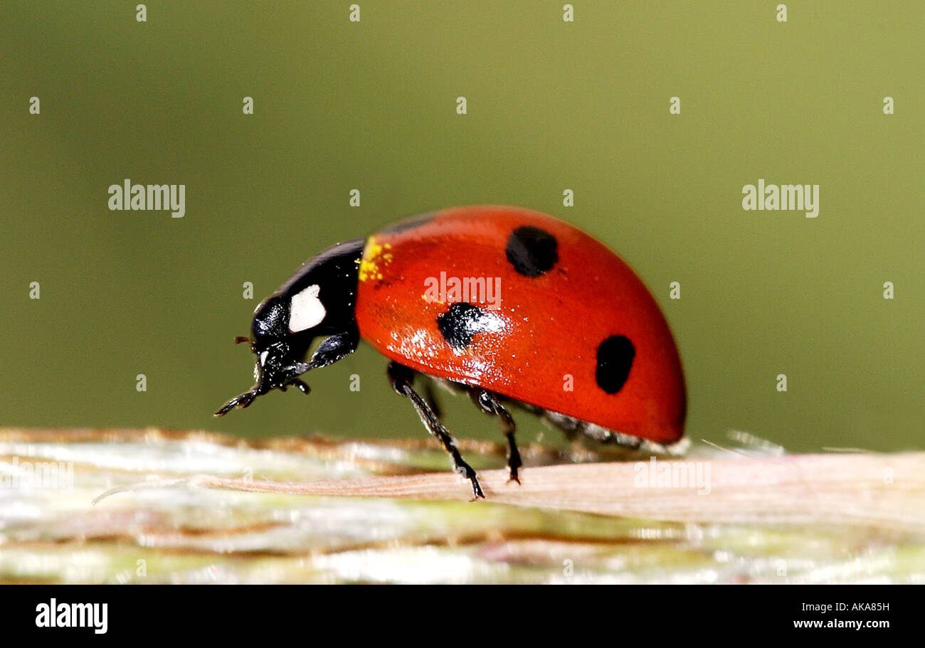 Ladybird insects hi-res stock photography and images - Alamy