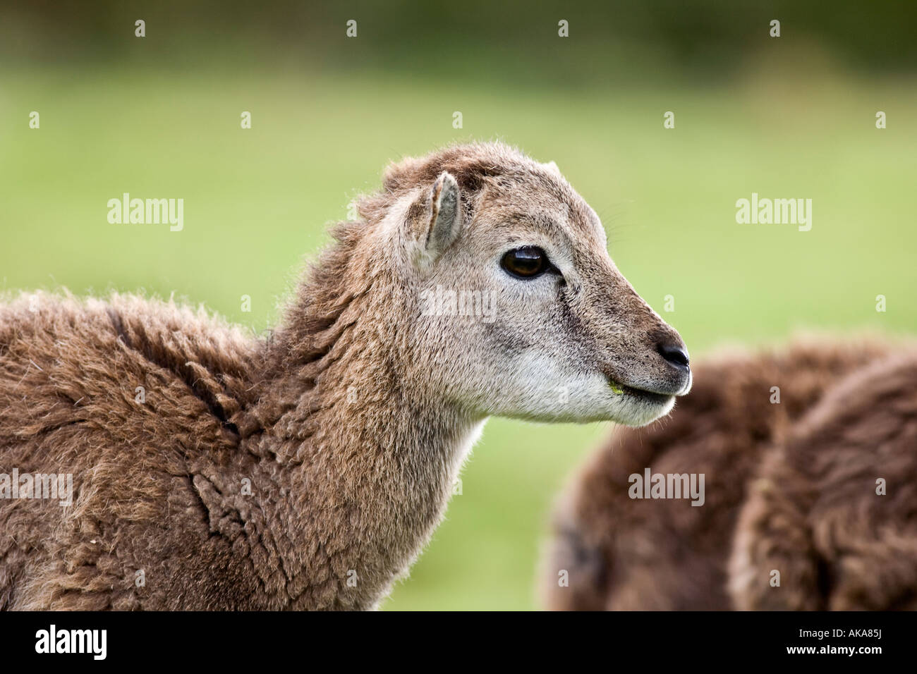Young mouflon hi-res stock photography and images - Alamy