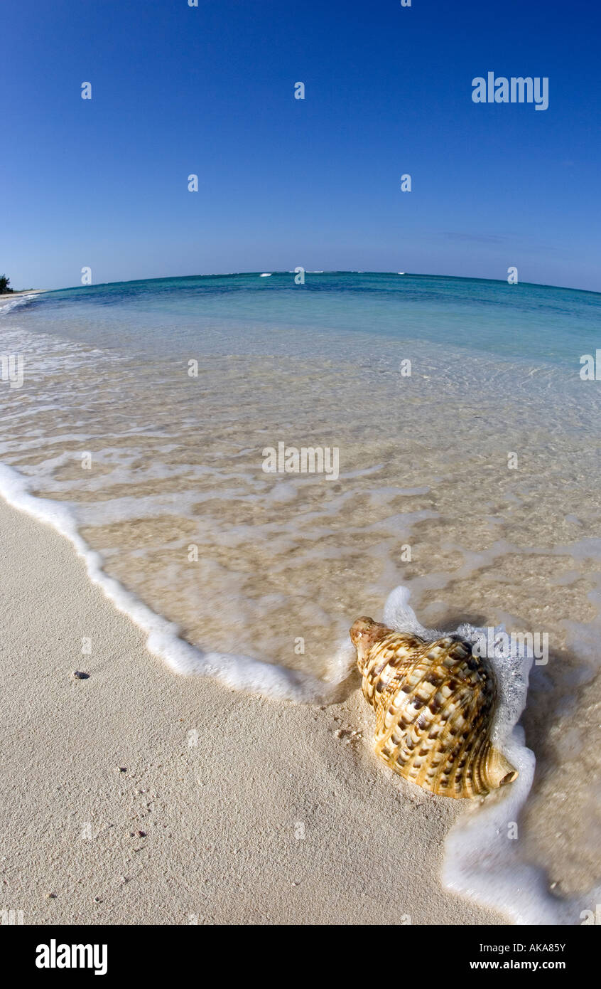 Wave lapping on shore surrounds Atlantic Triton’s trumpet, Charonia ...