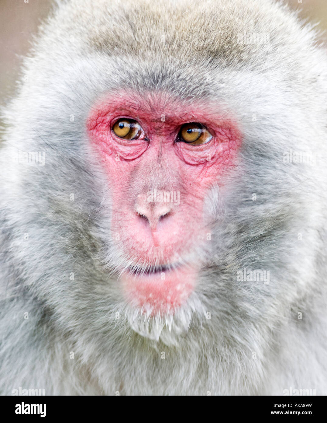 Macaca fuscata face hi-res stock photography and images - Alamy