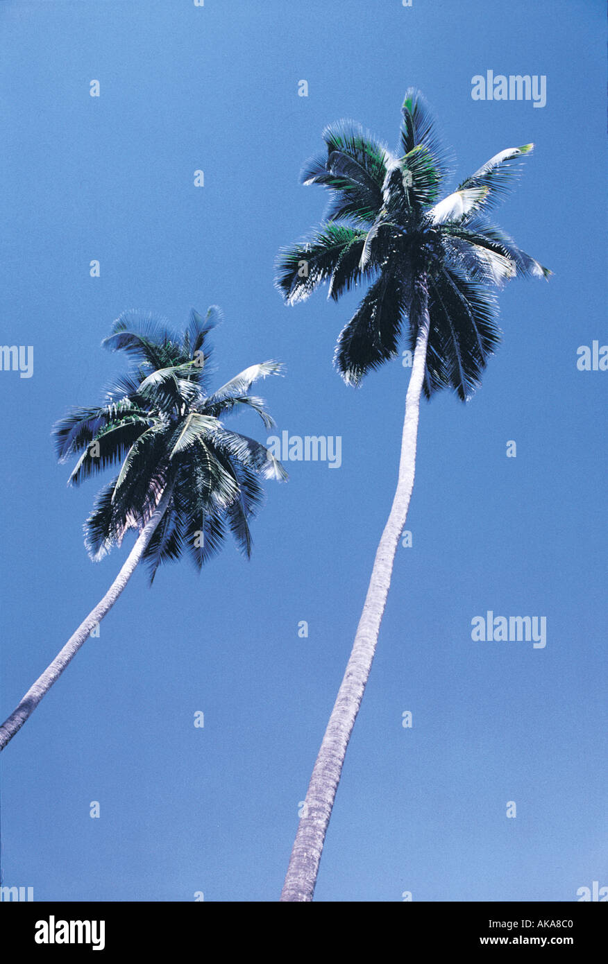 Coconut palm trees swaying hi-res stock photography and images - Alamy
