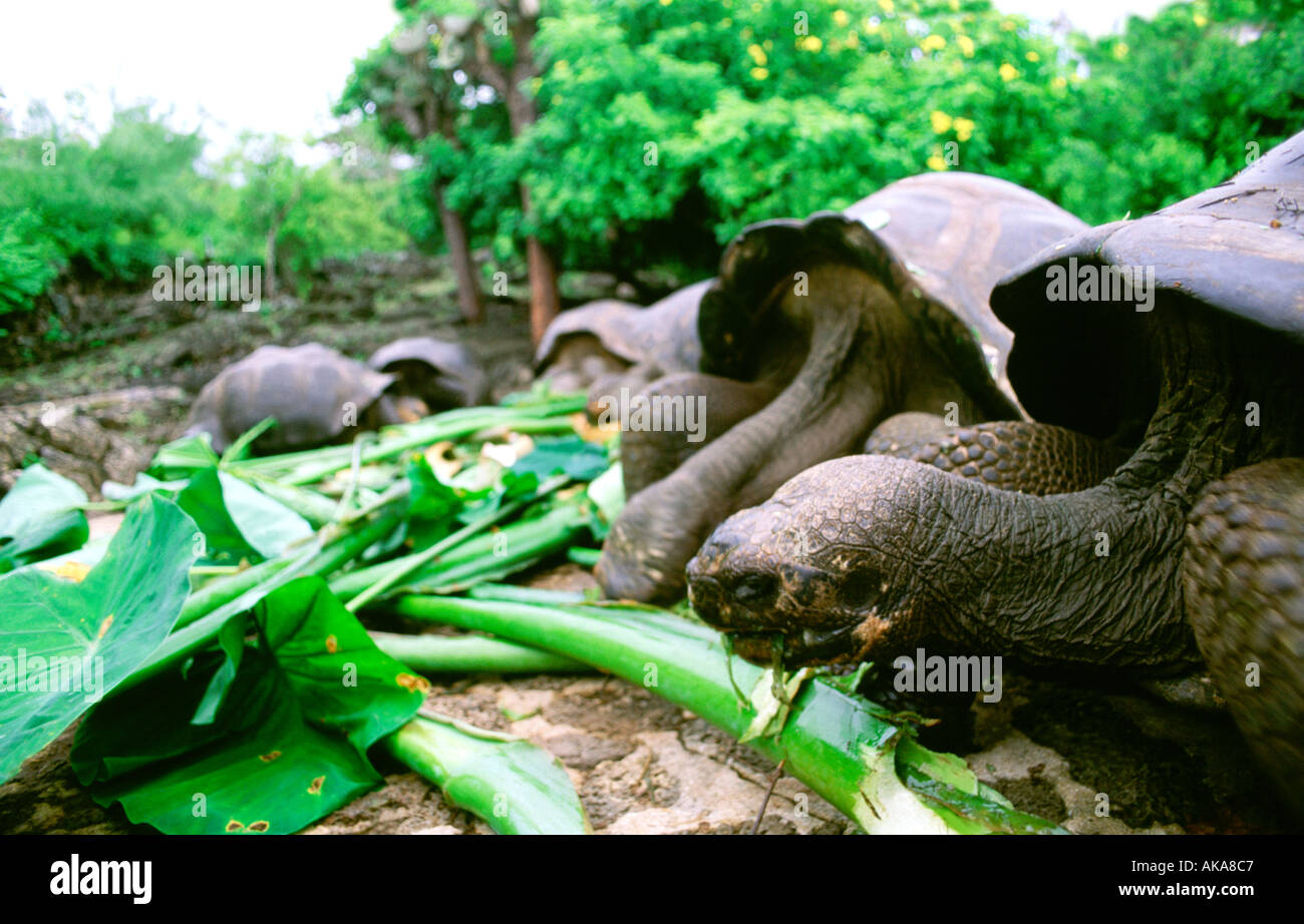 Galapagos Giant tortoises (Geochelone elephantopus). Charles Darwin ...