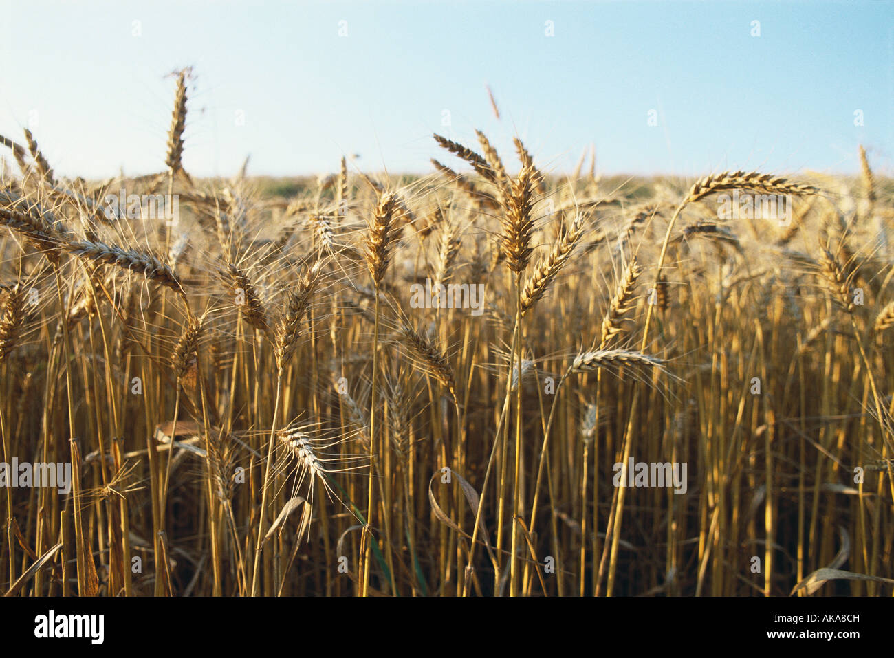 Agriculture rural copious hi-res stock photography and images - Alamy