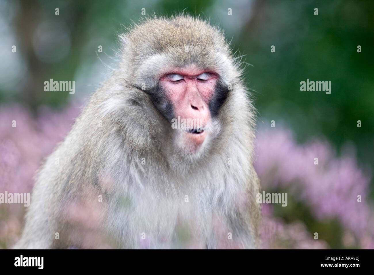 Japanese Macaque Snow Monkey Stock Photo - Alamy
