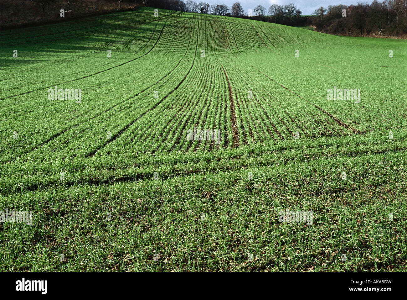 Field full of crops and empty hi-res stock photography and images - Alamy