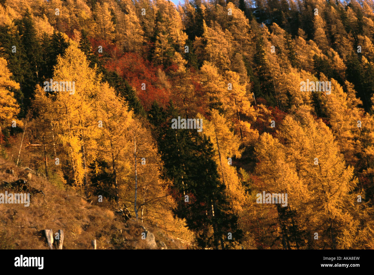 Forest with autumn color Stock Photo - Alamy