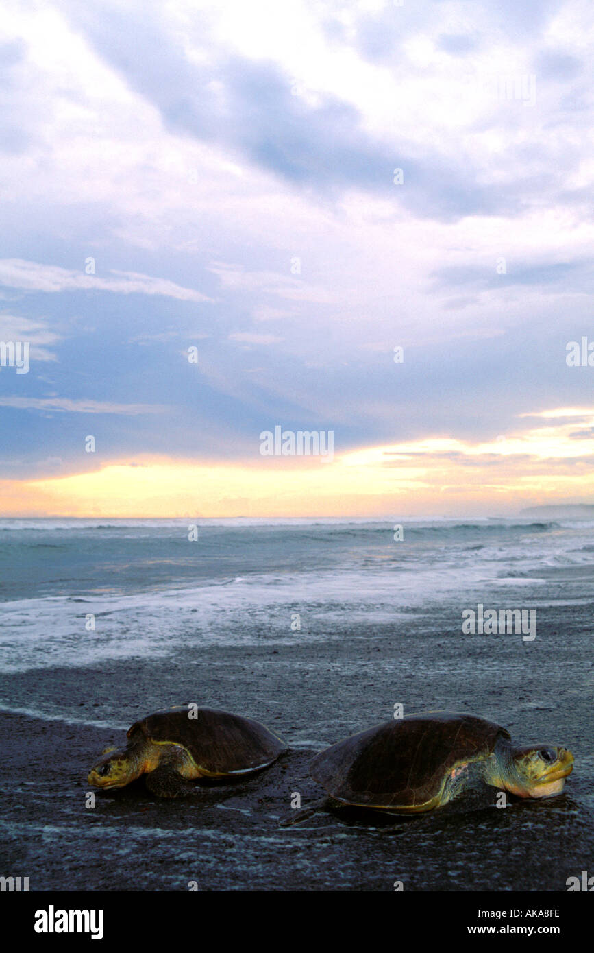 Olive Ridley turtles spawning. Ostional beach. Nicoya Peninsula. Costa ...