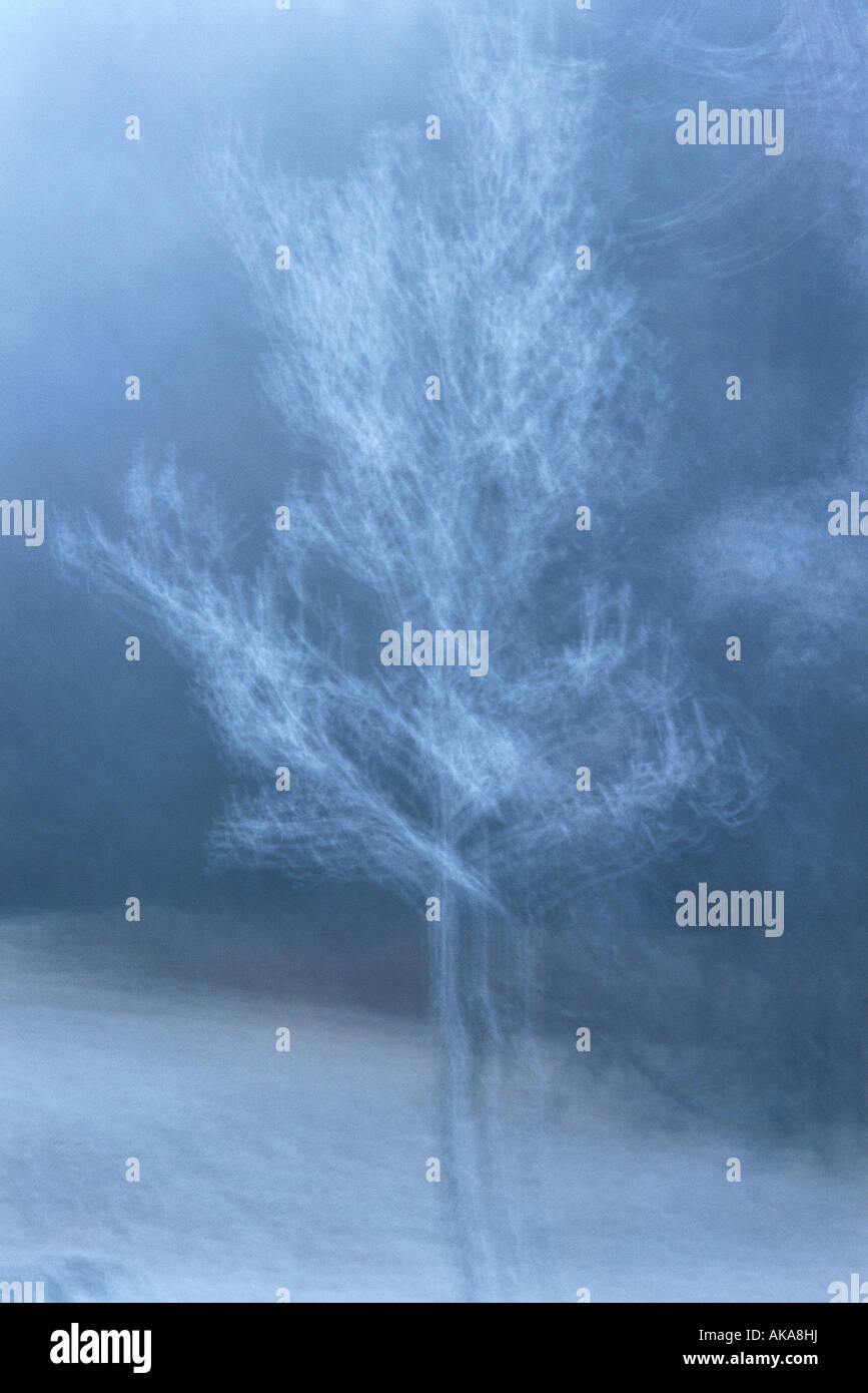 Tree, long exposure Stock Photo - Alamy
