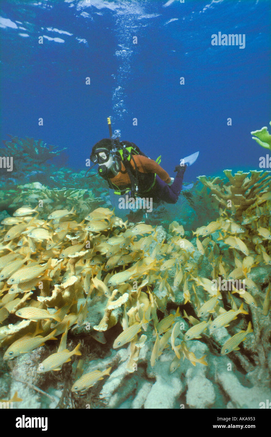 Reef distribution hi-res stock photography and images - Alamy
