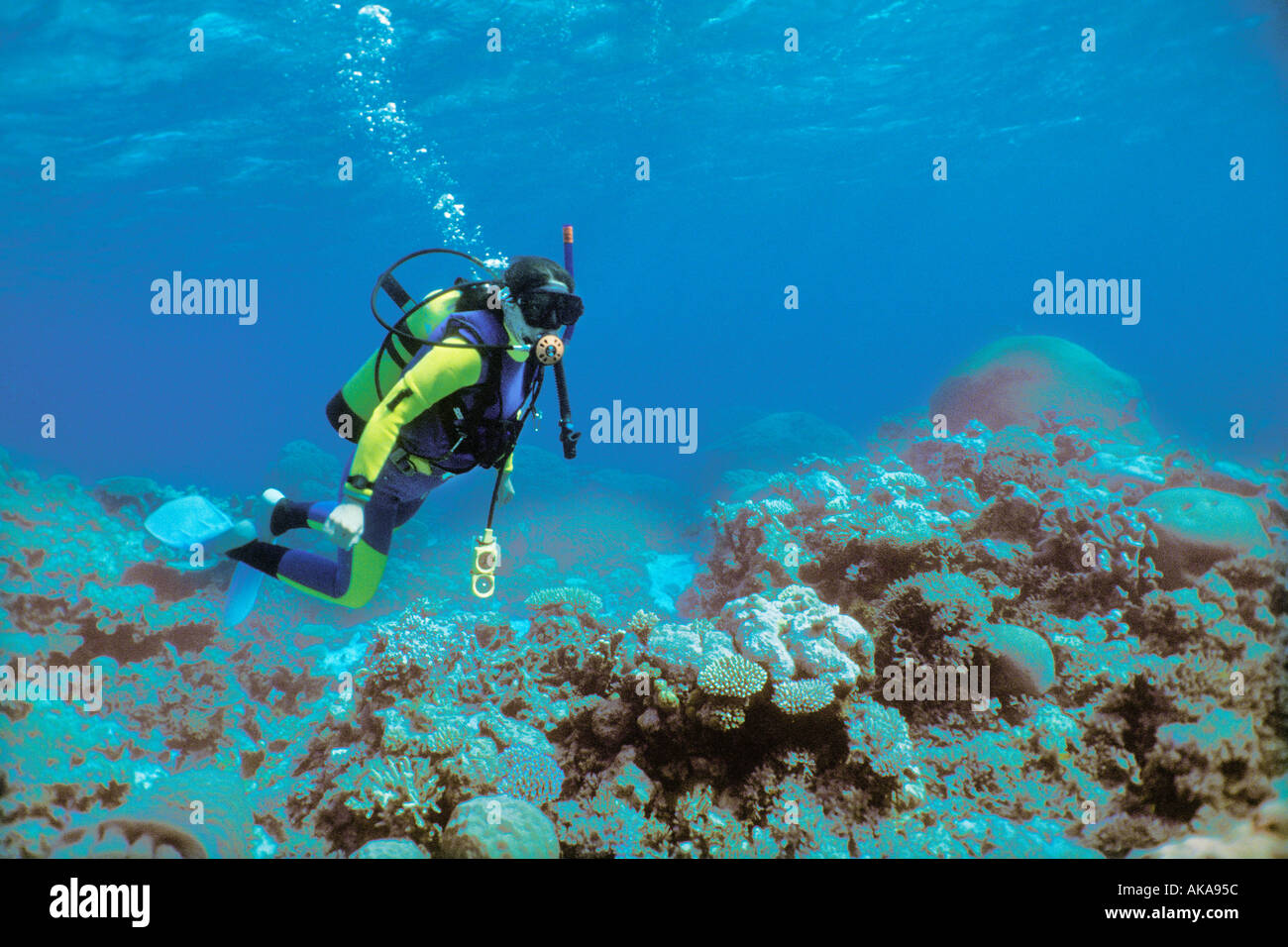 Diving on the Great Barrier Reef Australia Stock Photo - Alamy
