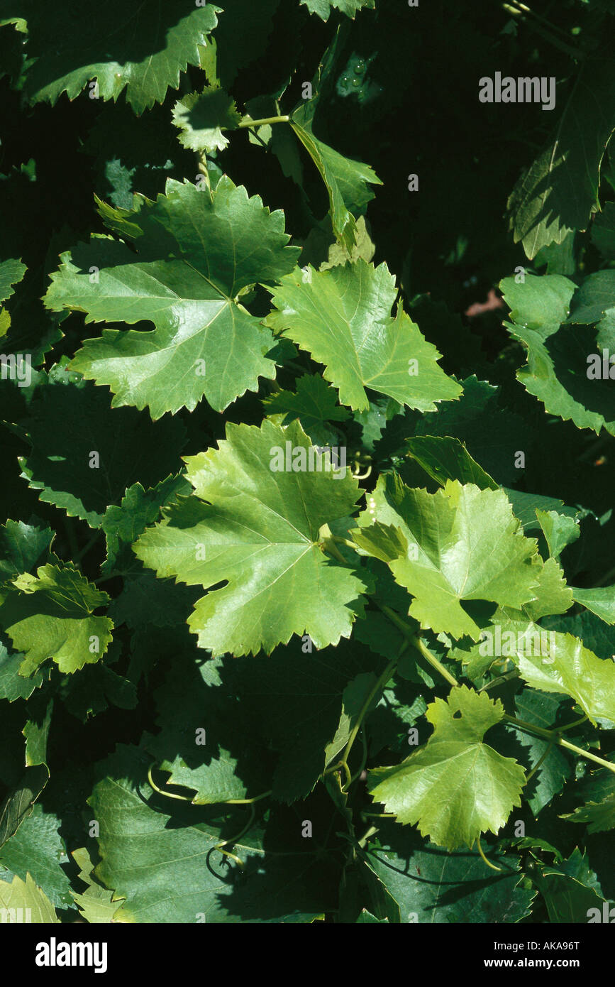 Grapevine full frame hi-res stock photography and images - Alamy