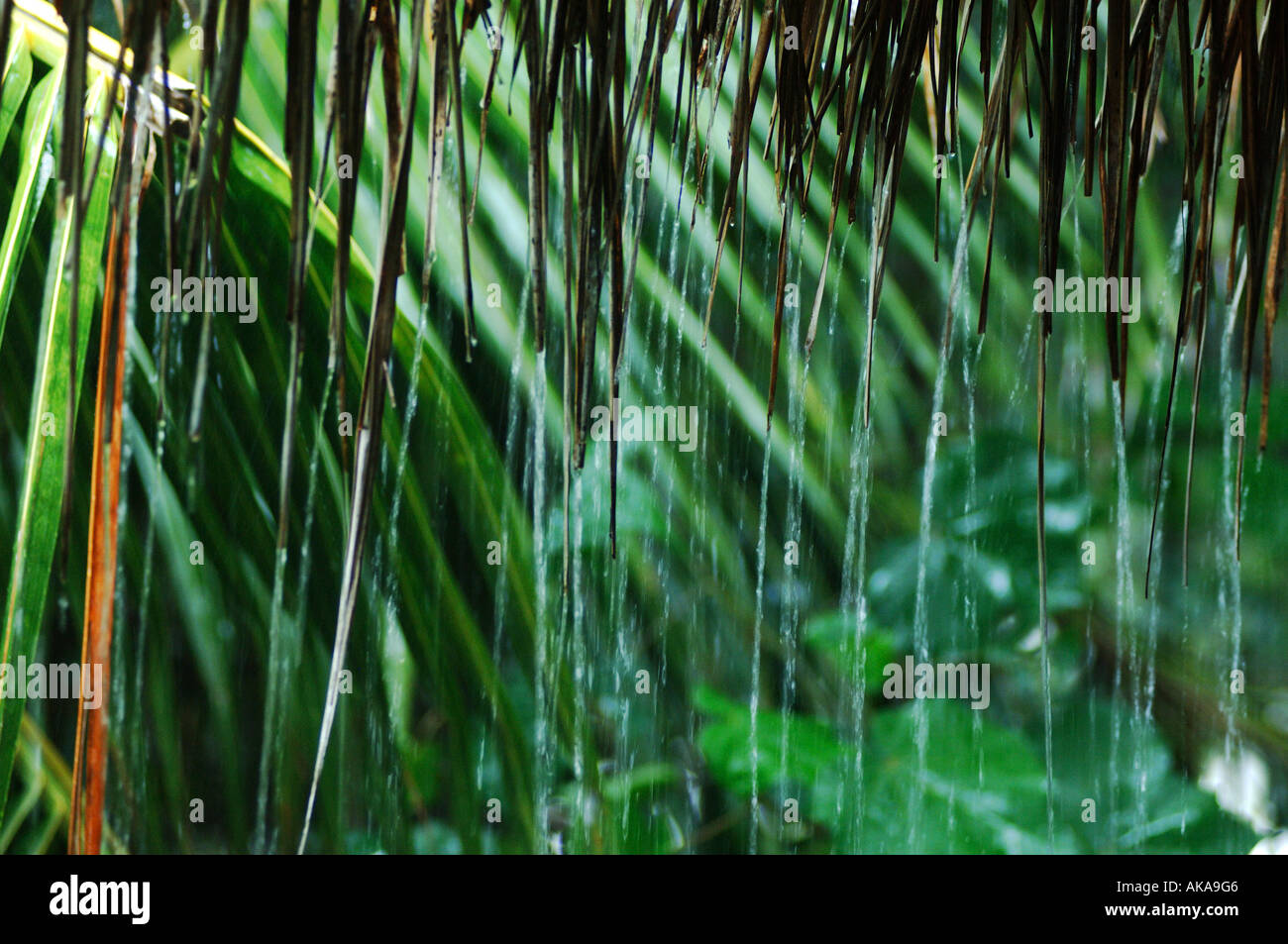 Maldives tropical rain Stock Photo - Alamy