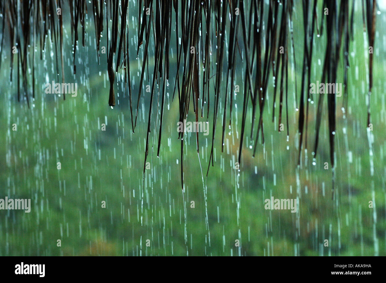 Maldives tropical rain Stock Photo - Alamy